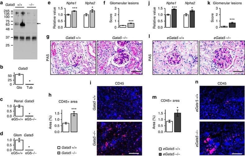 CD45R (B220) Antibody (14-0452-82)