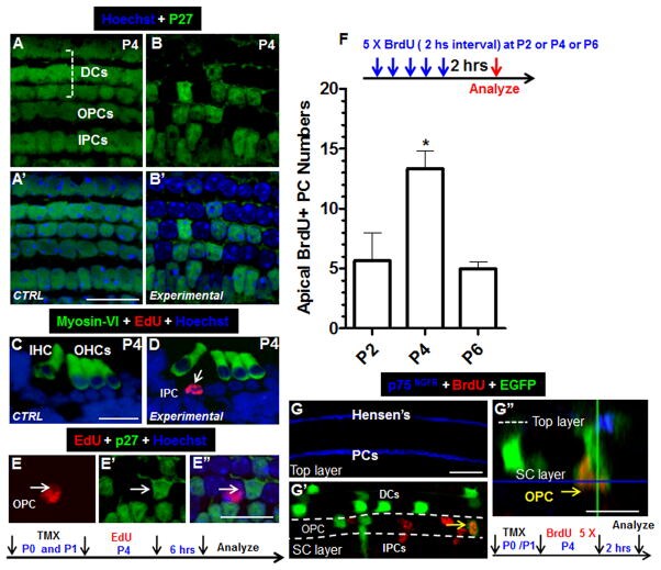 BrdU Antibody, Alexa Fluor® 488 (B35130)