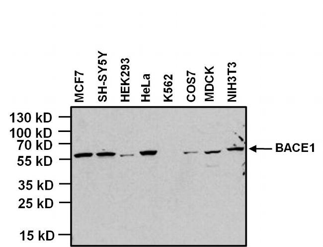BACE1 Antibody (MA1-177)