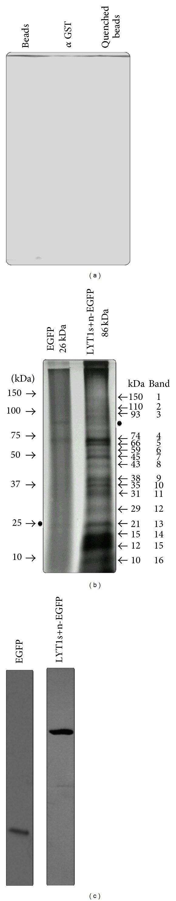 GST Tag Antibody (13-6700)