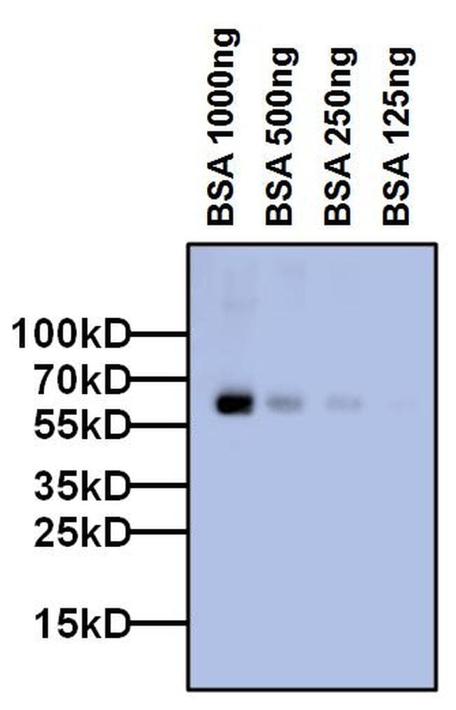 Bovine Serum Albumin Antibody (MA5-15238)