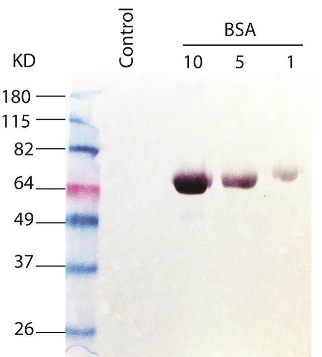 Bovine Serum Albumin Antibody (A11133)