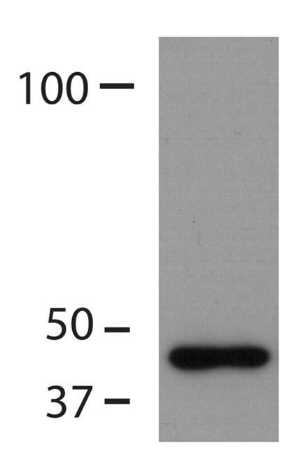 beta Actin Loading Control Antibody (MA5-15739)