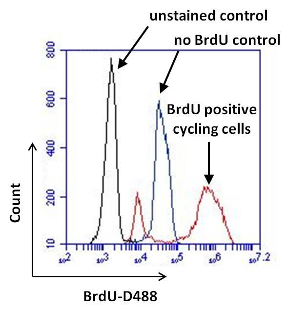 BrdU Antibody, DyLight™ 488 (MA3-071-D488)