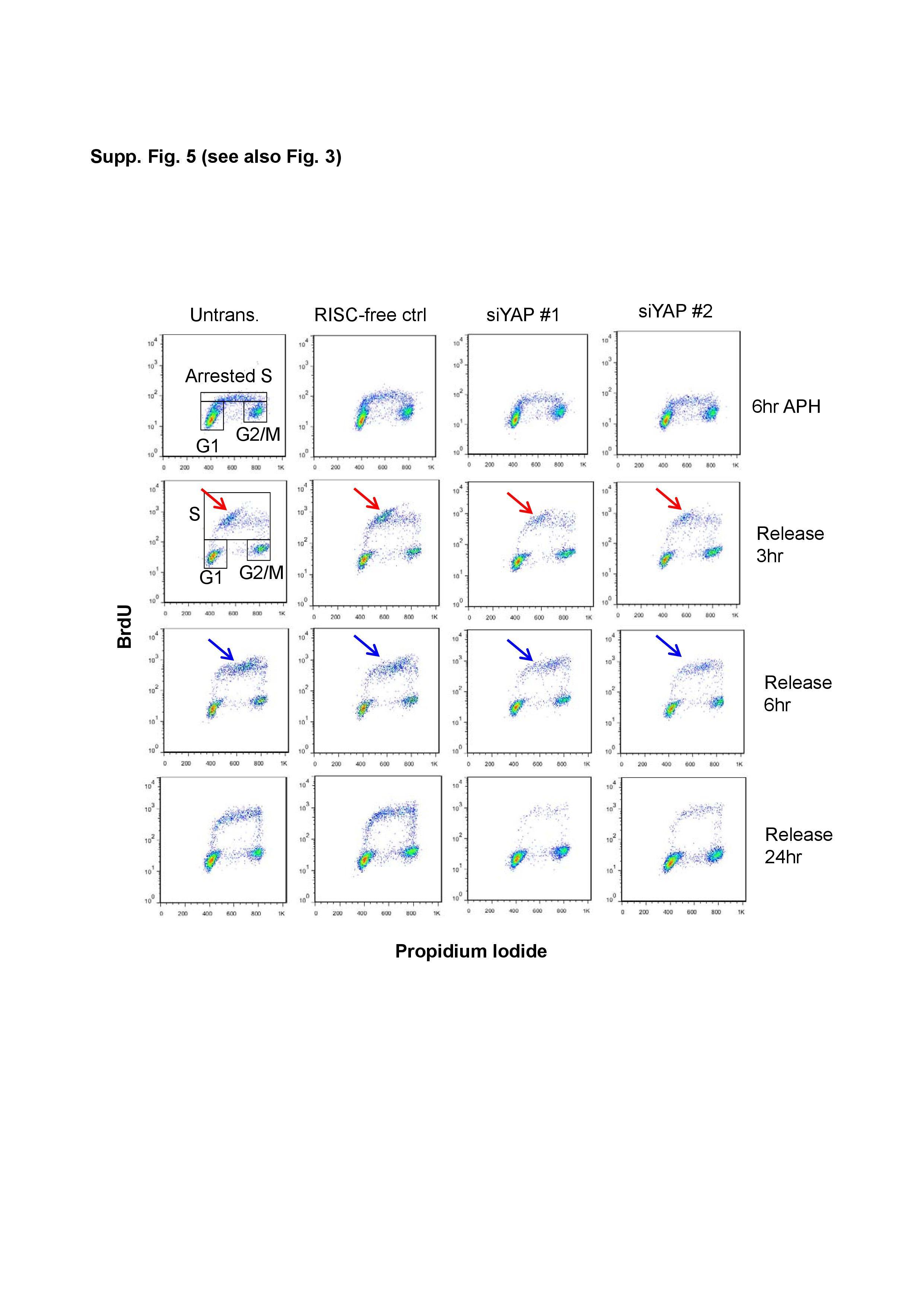 BrdU Antibody, Alexa Fluor® 488 (B35139)