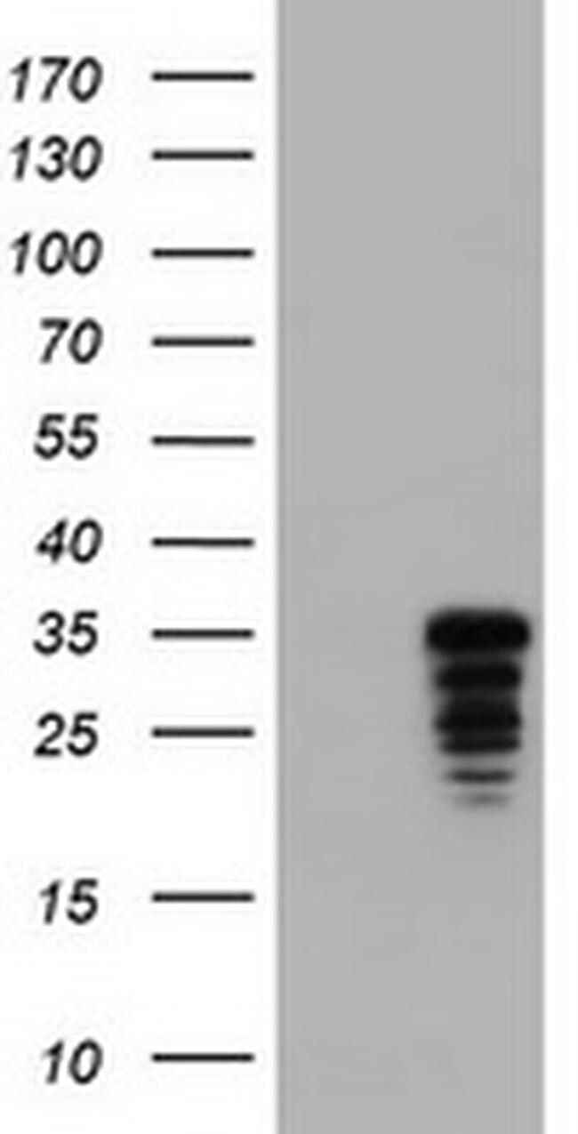 C-Jun Antibody (TA800571)