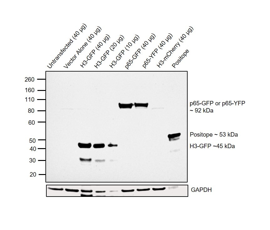 eGFP Antibody (CAB4211)