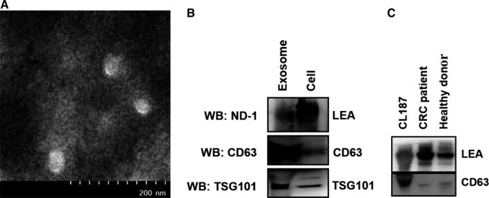 CD63 Antibody (10628D)