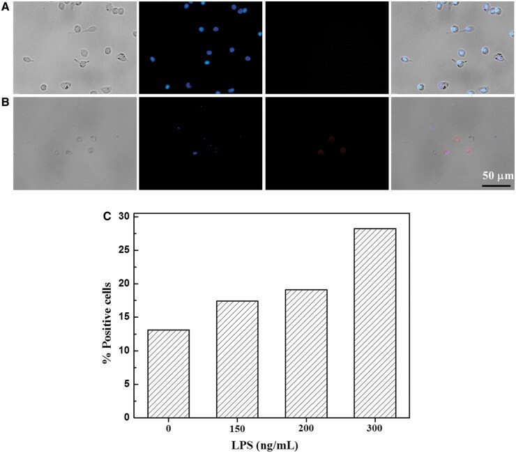 CD197 (CCR7) Antibody, Functional Grade (16-1971-85)