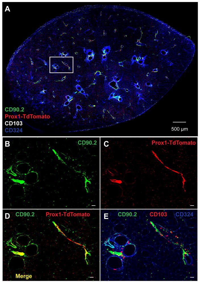CD103 (Integrin alpha E) Antibody (14-1031-82)