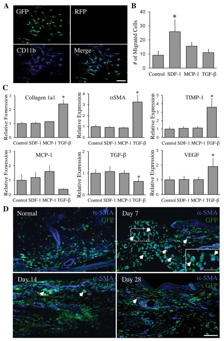 CD11b Antibody (14-0112-82)