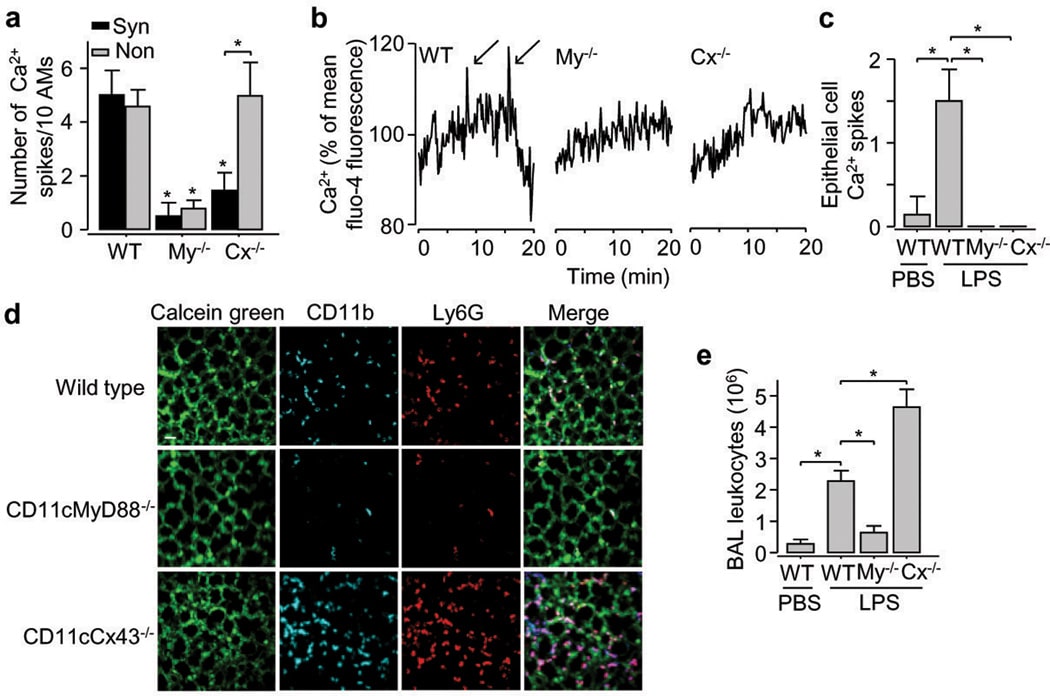 CD11b Antibody (14-0112-82)