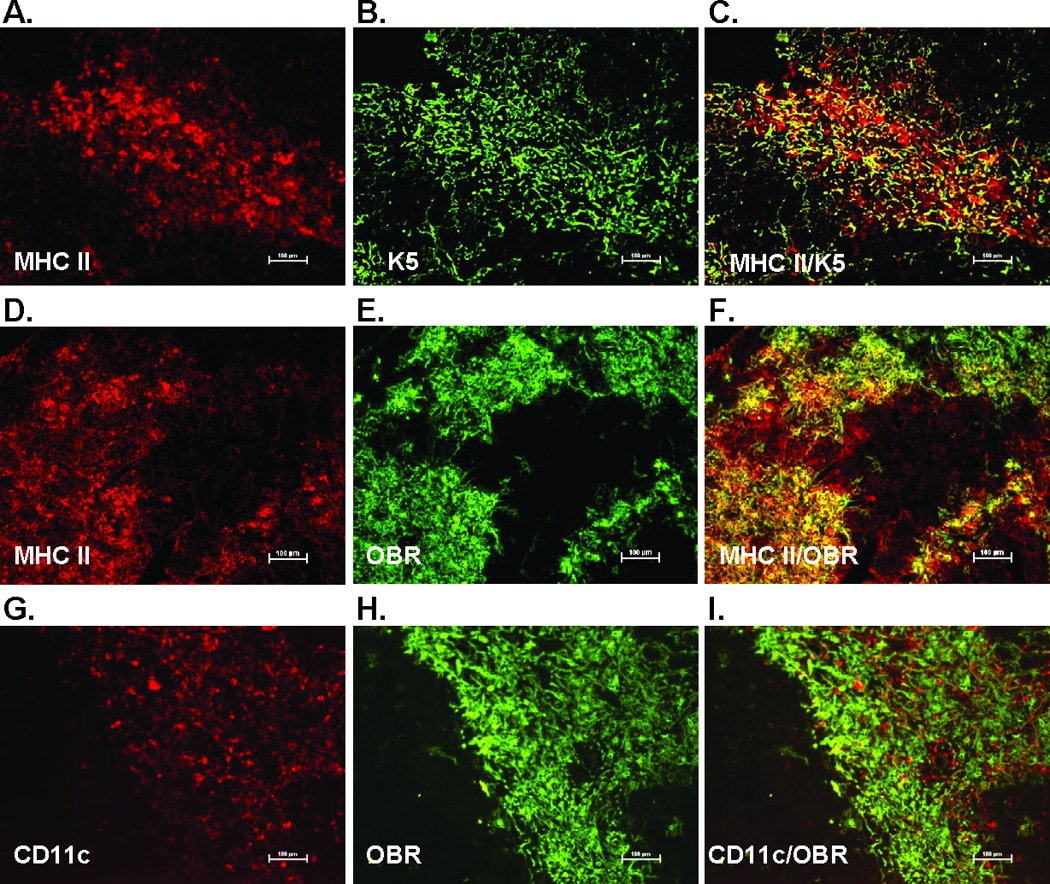 CD11c Antibody, eFluor™ 615 (42-0114-82)