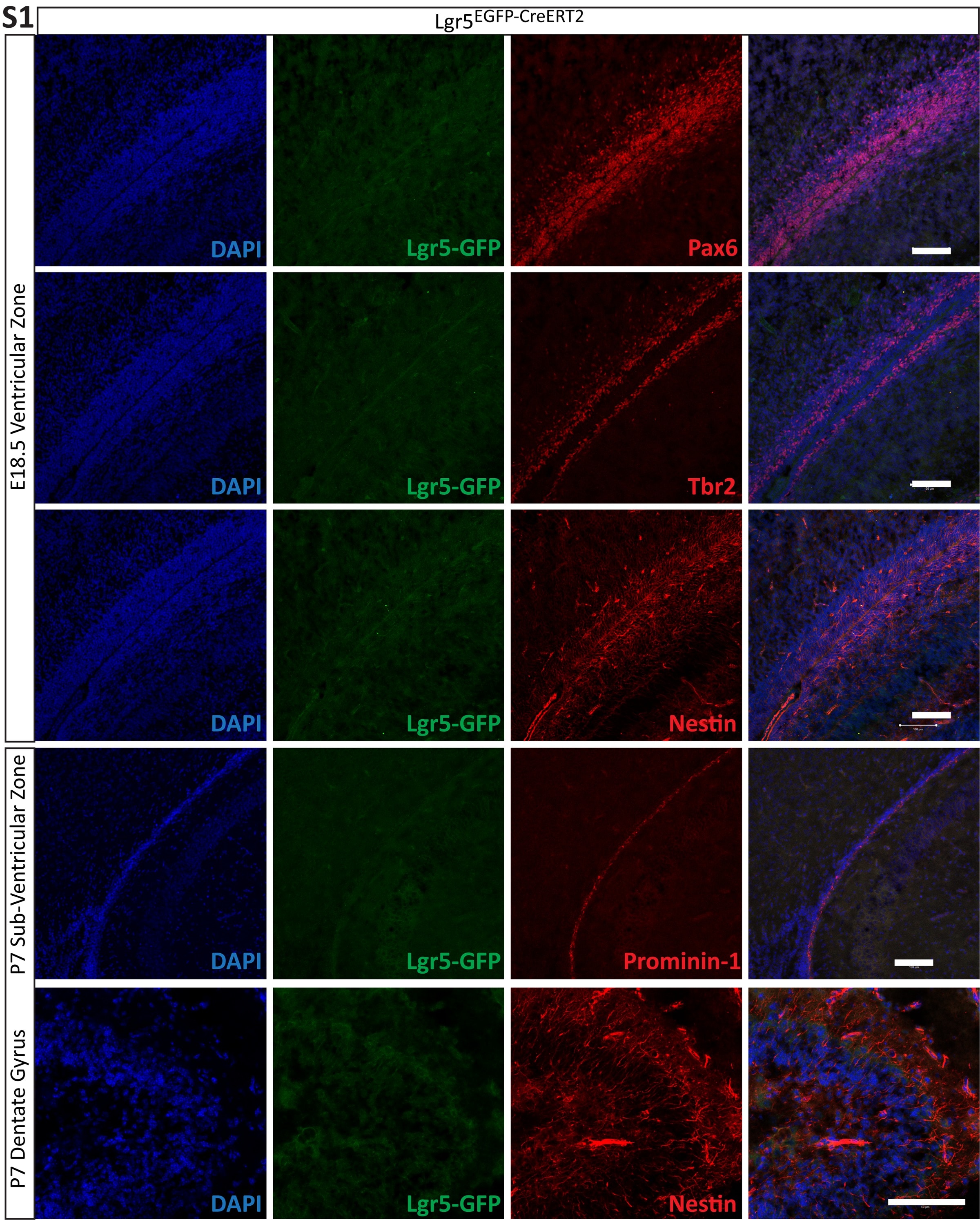 CD133 (Prominin-1) Antibody, FITC (11-1331-82)