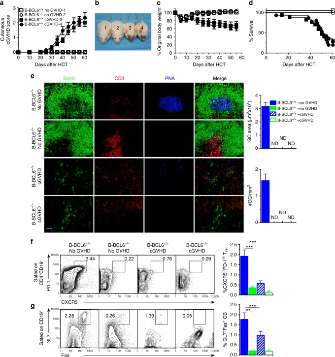 GL7 Antibody (14-5902-82)
