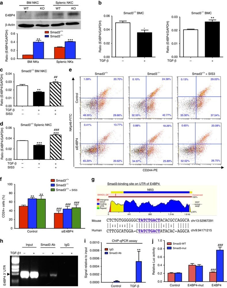CD244.2 (2B4) Antibody, PE (12-2441-82)