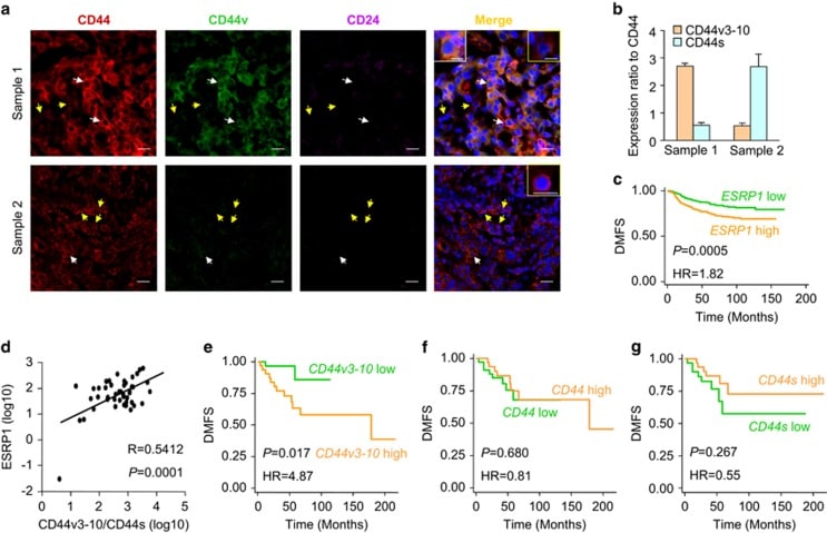 CD24 Antibody (MA5-11828)