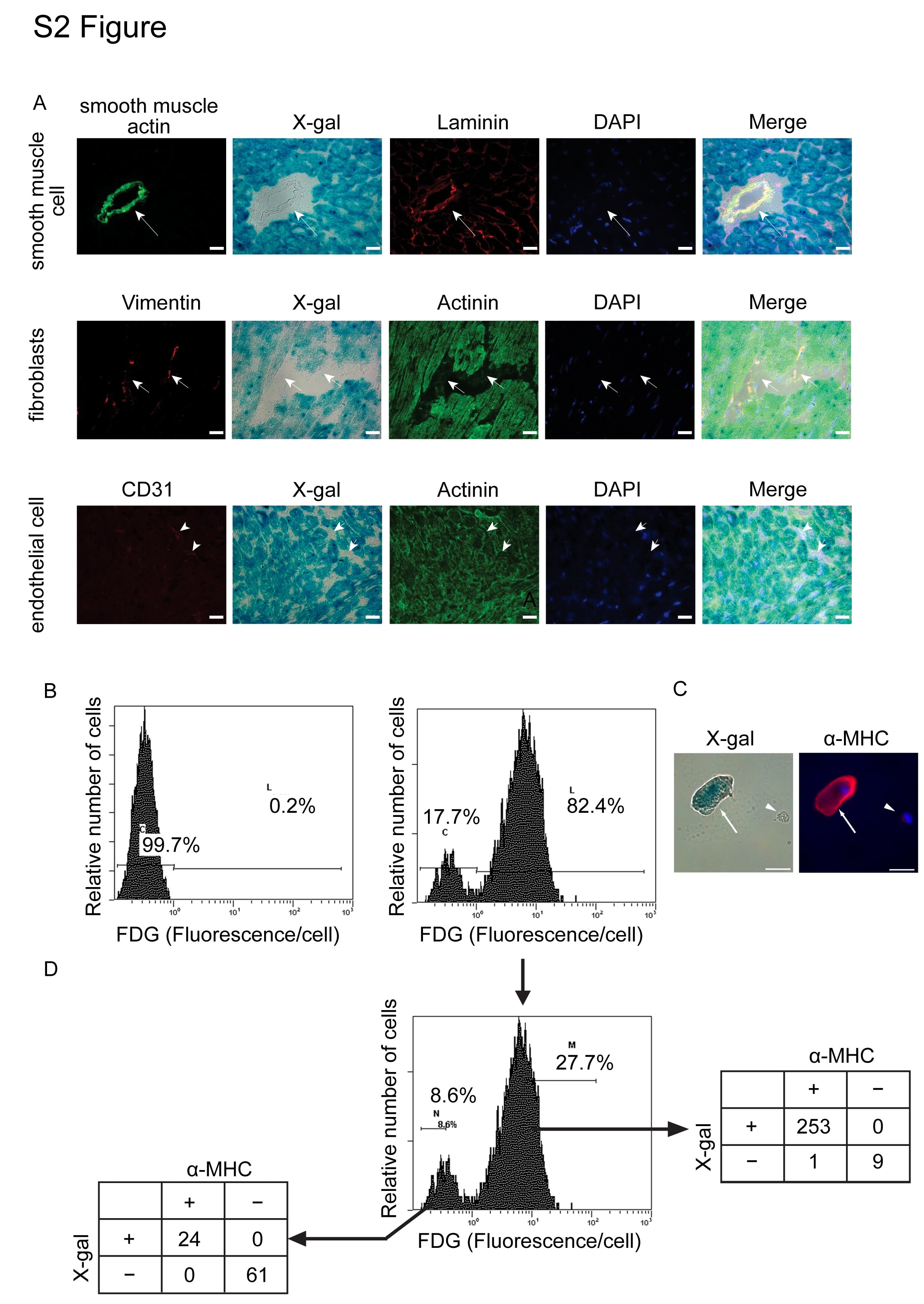 CD31 (PECAM-1) Antibody, FITC (11-0311-82)