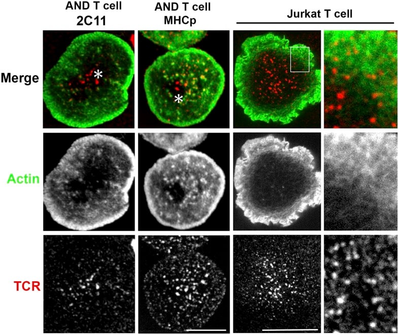 CD3e Antibody (14-0031-82)