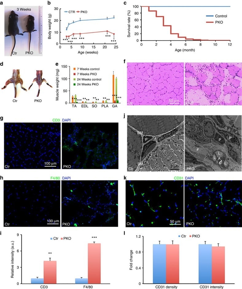 CD31 (PECAM-1) Antibody (14-0311-82)