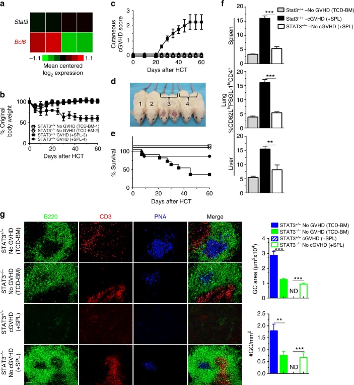 CD62L (L-Selectin) Antibody, APC (17-0621-82)