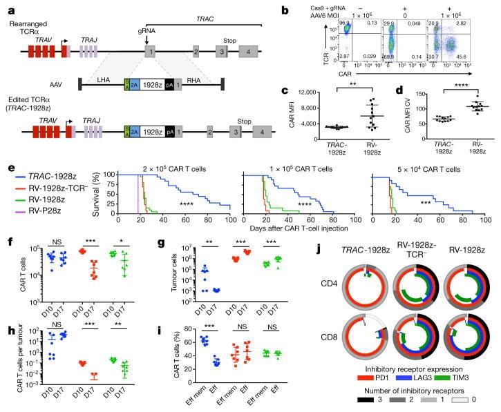 CD45RA Antibody, PE (12-0458-42)