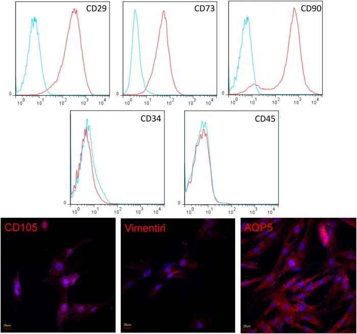 CD90.1 (Thy-1.1) Antibody (14-0900-81)