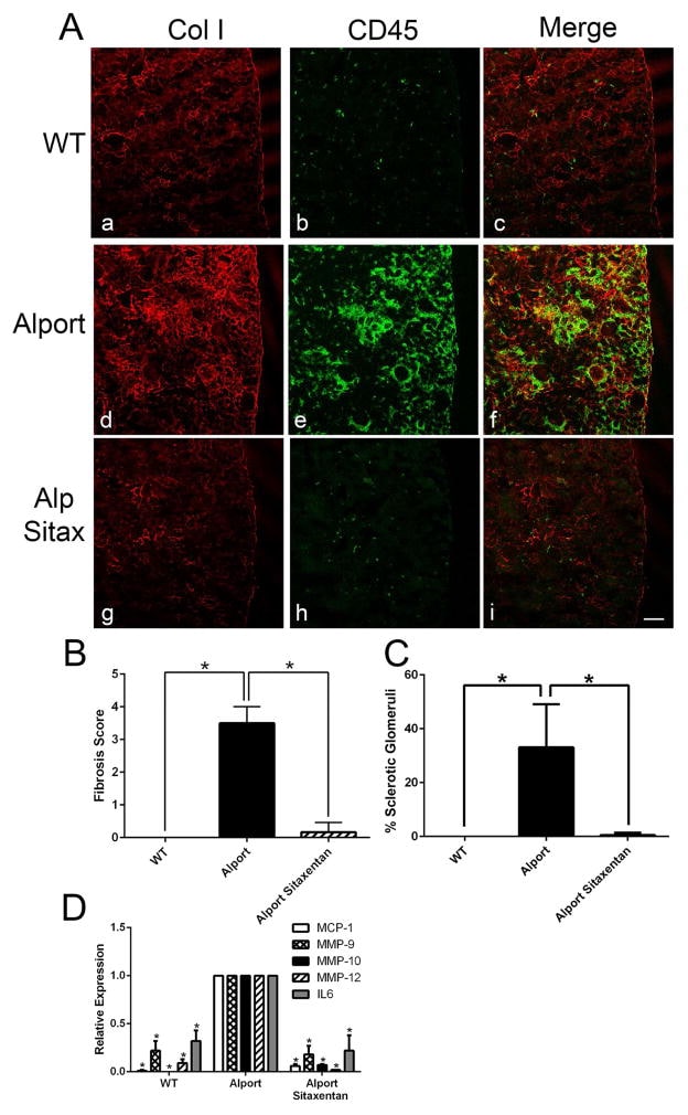 CD45 Antibody (14-0451-82)