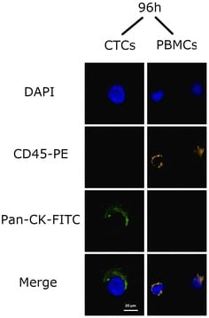 CD45 Antibody, FITC (11-0459-42)
