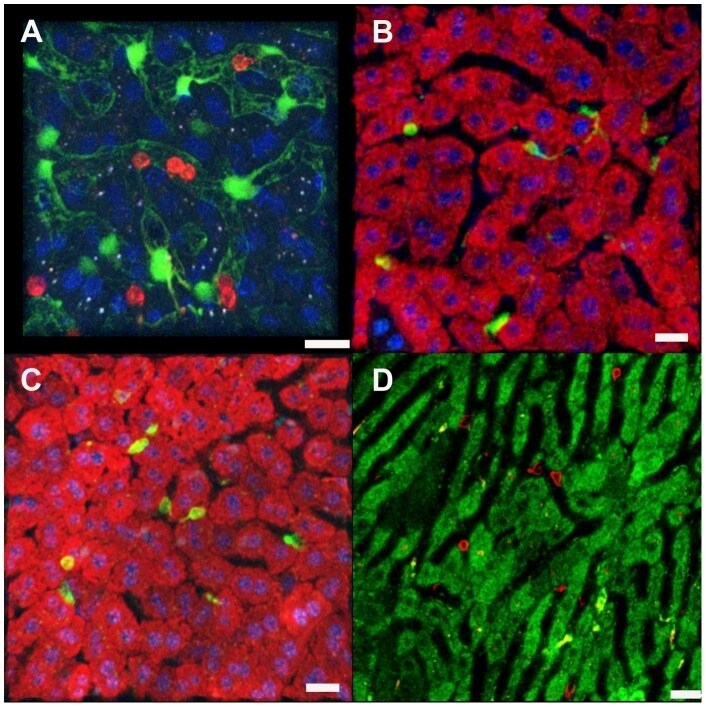 CD8a Antibody (14-0081-82)