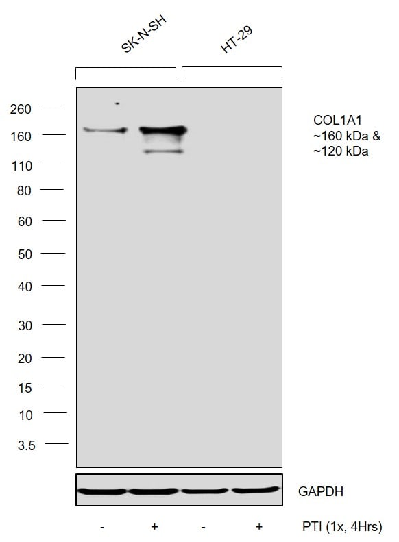 COL1A1 Antibody (PA5-29569)