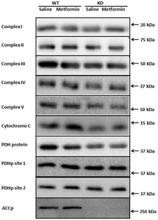 MTCO1 Antibody (459600)