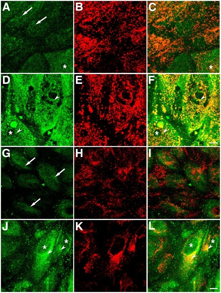 MTCO1 Antibody (459600)