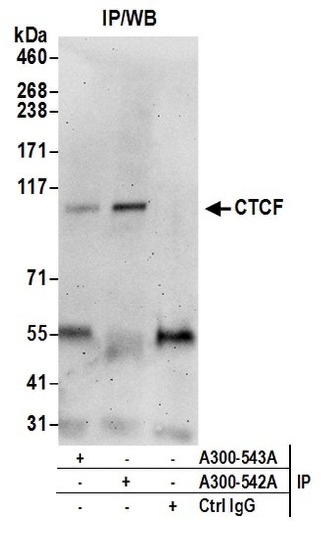 CTCF Antibody (A300-543A)