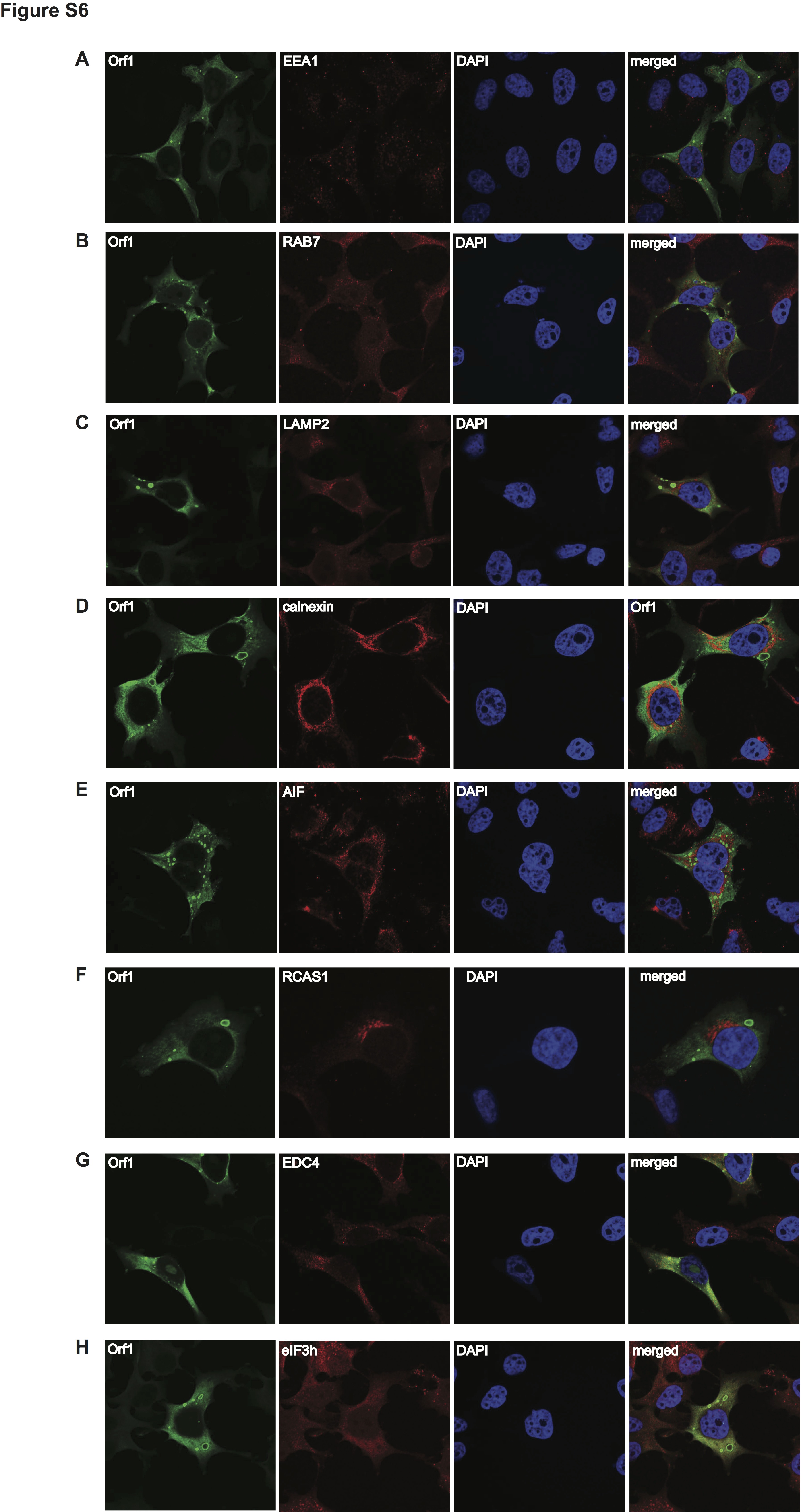 Calnexin Antibody (MA3-027)