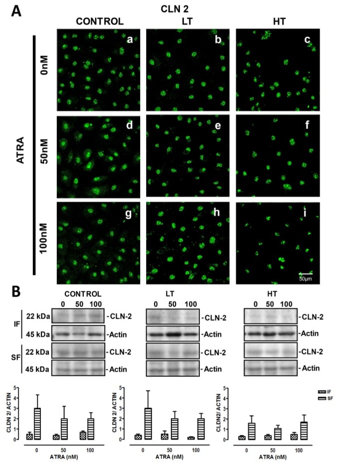 Claudin 2 Antibody (51-6100)