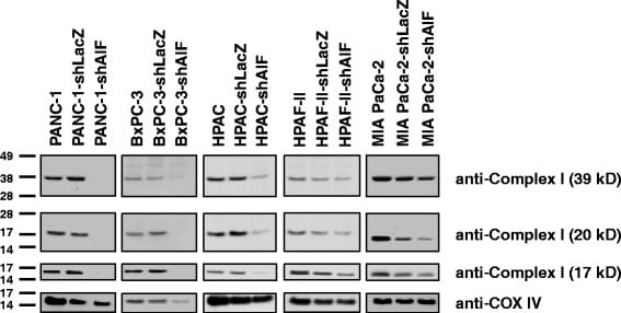 OxPhos Complex IV subunit IV Antibody (A-21347)
