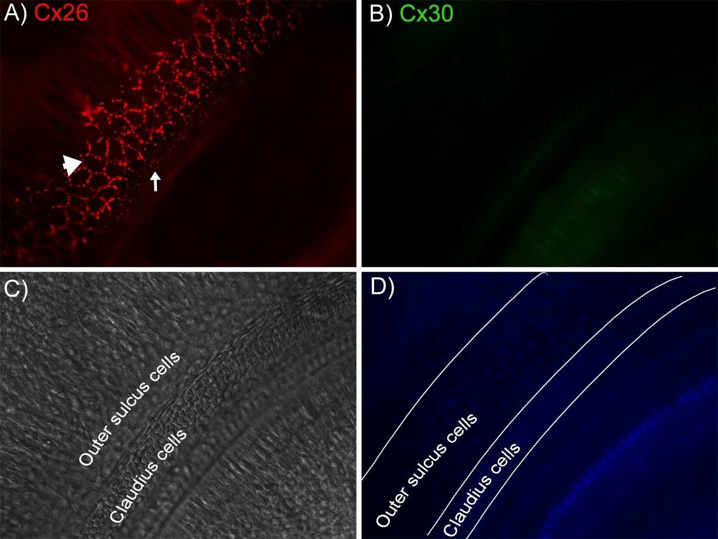 Connexin 26 Antibody (71-0500)