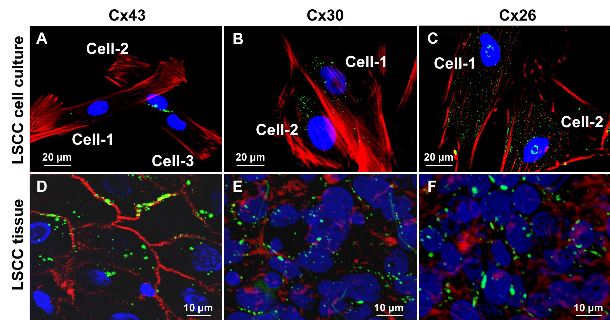 Connexin 26 Antibody (71-0500)