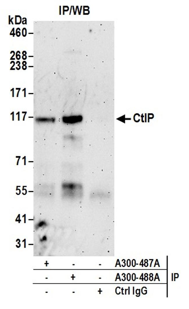 CtIP Antibody (A300-488A)