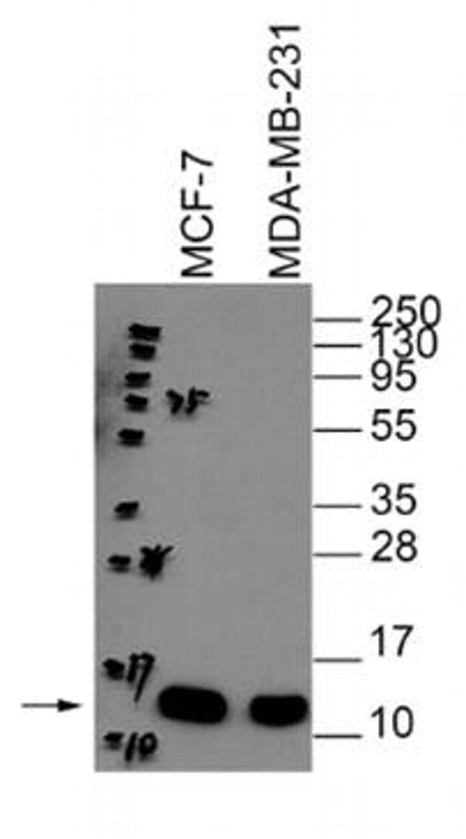 Cytochrome C Antibody (45-6100)