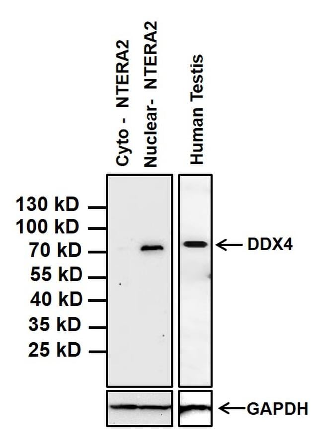 DDX4 Antibody (MA5-15565)