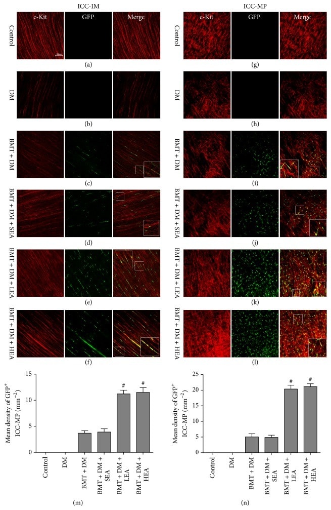 CD117 (c-Kit) Antibody (14-1172-82)