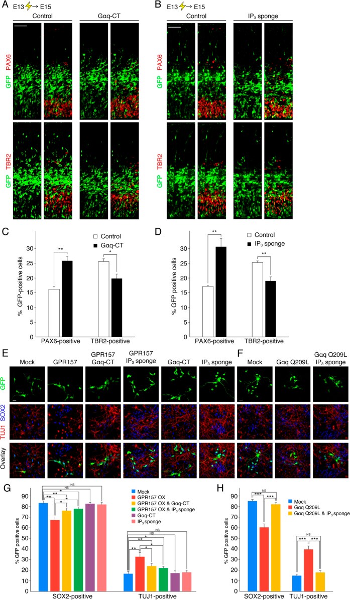 EOMES Antibody (14-4875-82)