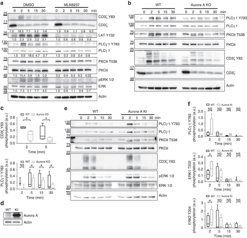 ERK1/ERK2 Antibody (13-6200)