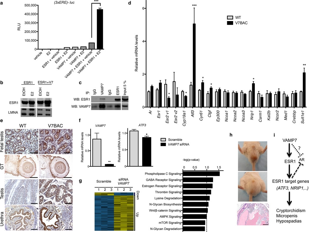 Estrogen Receptor alpha Antibody (MA1-310)