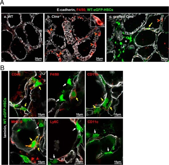 F4/80 Antibody, eFluor™ 570 (41-4801-82)
