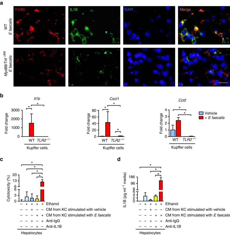 F4/80 Antibody, Functional Grade (16-4801-86)