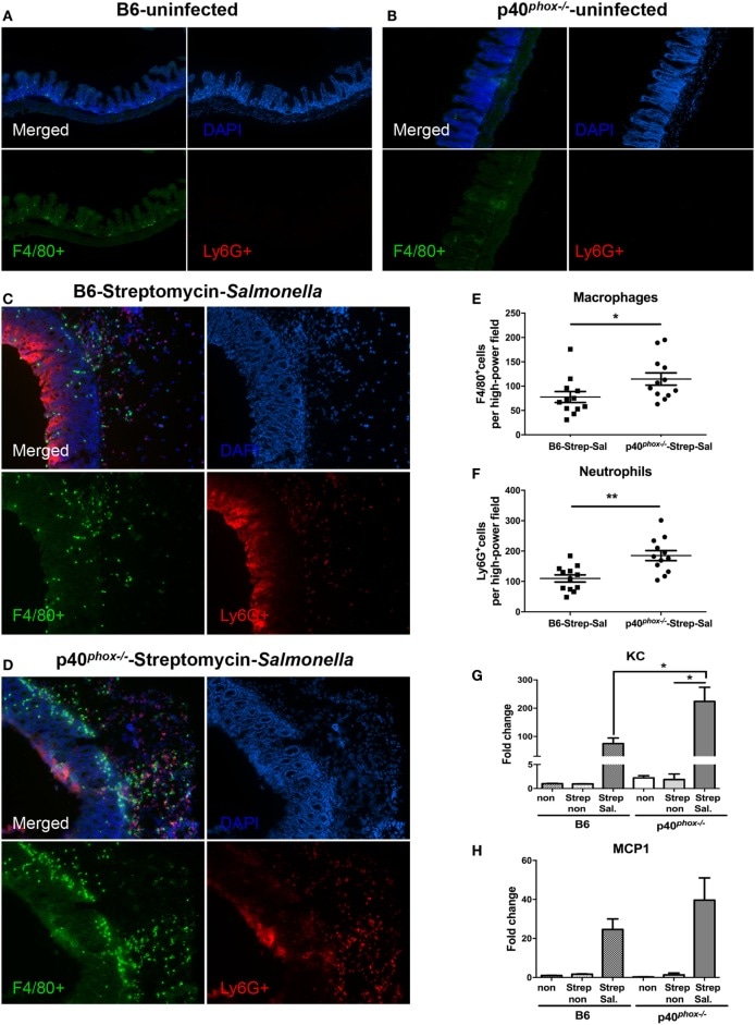 F4/80 Antibody, Functional Grade (16-4801-86)