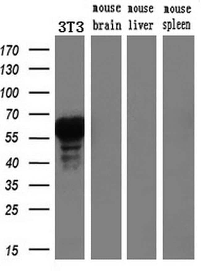 FOXA2 Antibody (TA500073)